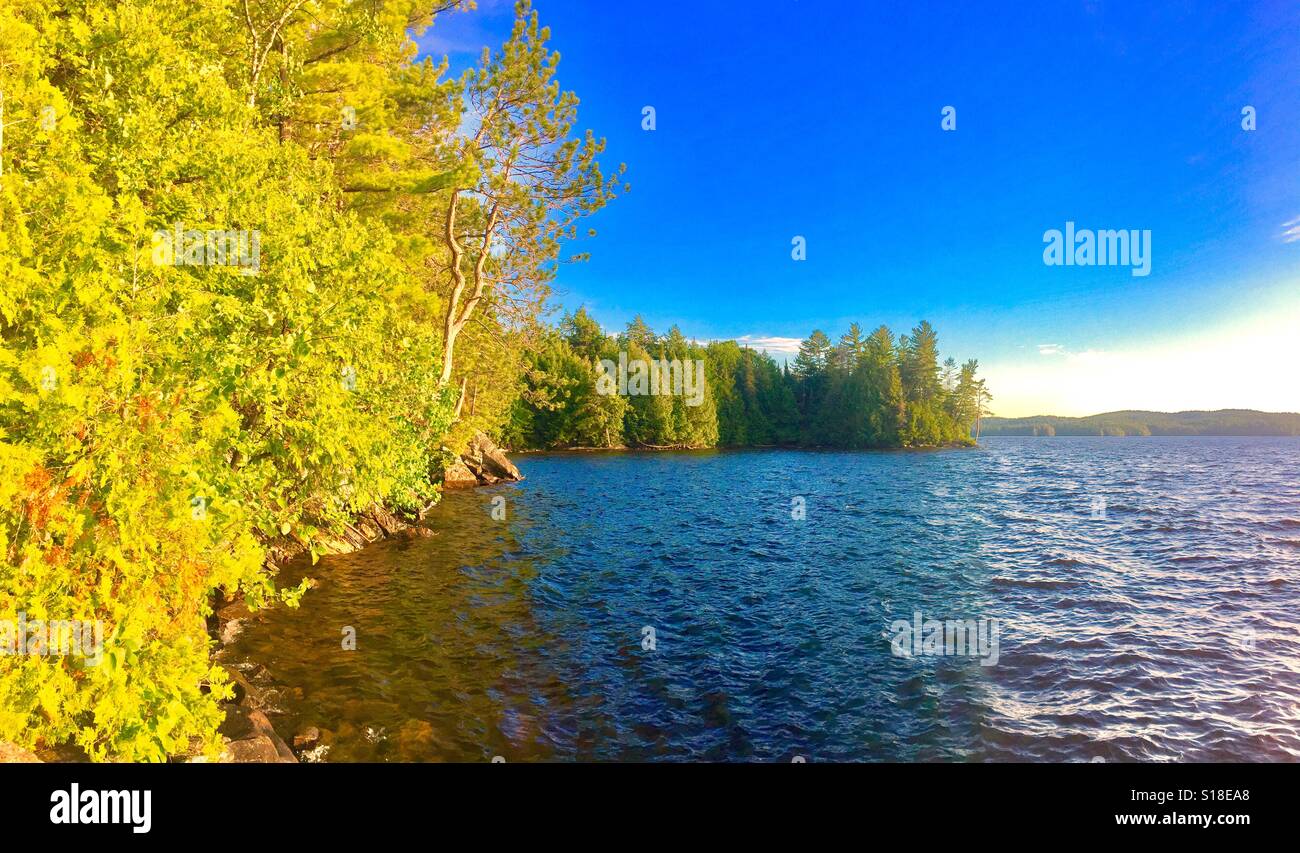 Forest Shoreline At Lake Portrait Stock Photo - Alamy