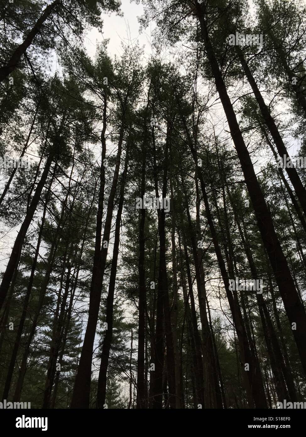 Pa trees hi-res stock photography and images - Alamy