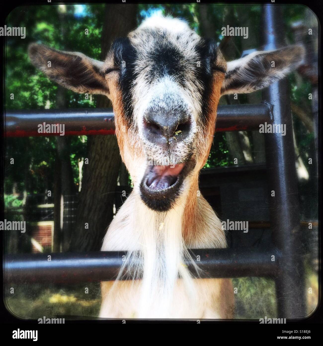 Funny goat face Stock Photo - Alamy