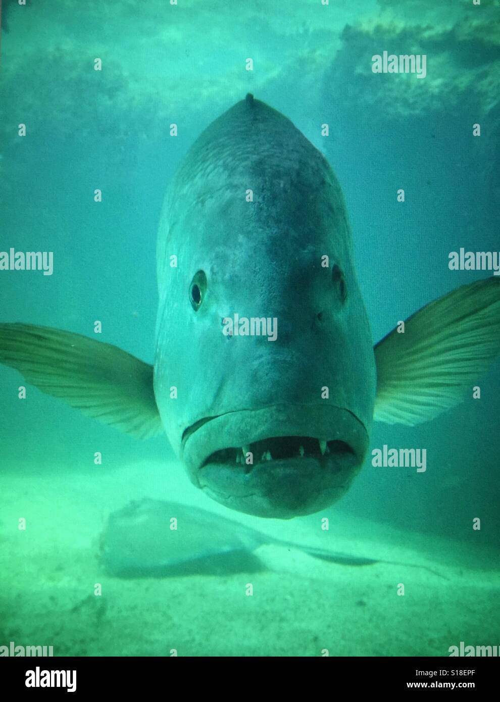 A comical close up of a large fish looking at the camera Stock Photo ...