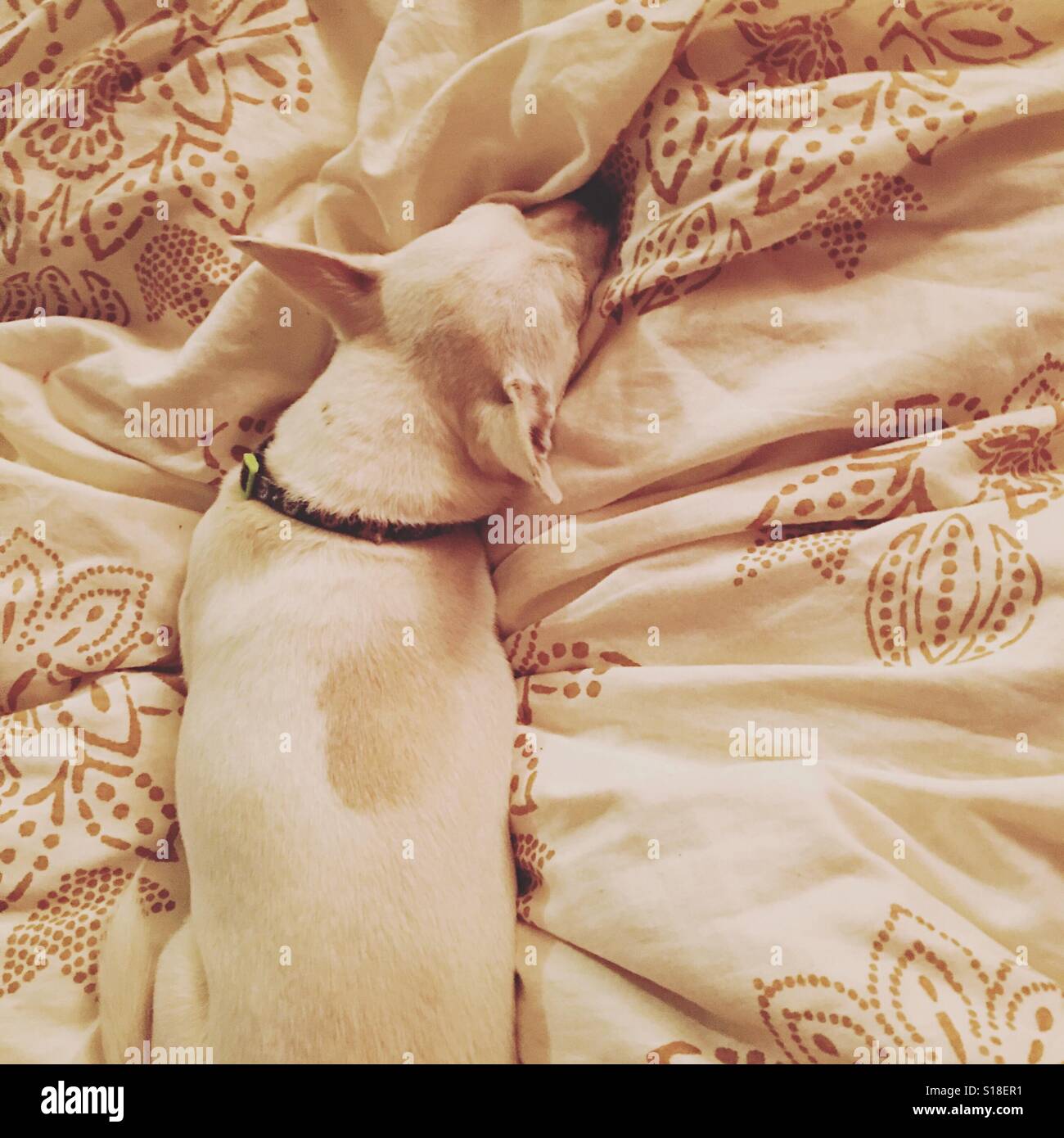 Sleepy pup hi-res stock photography and images - Alamy