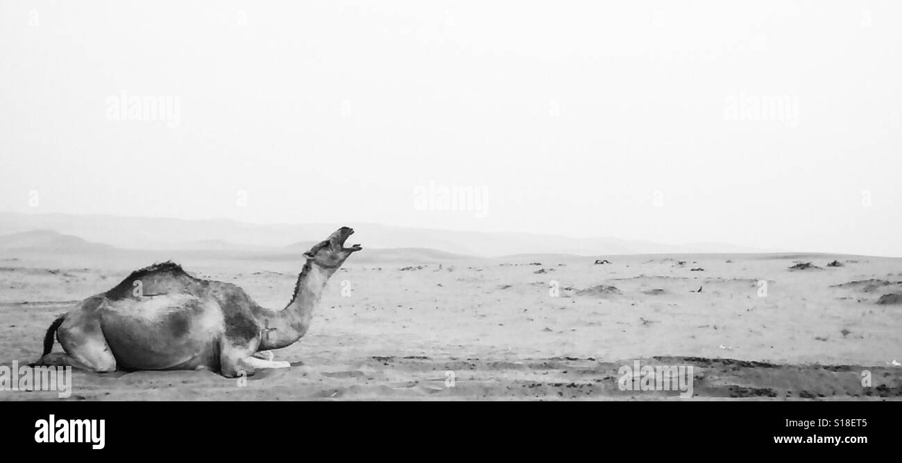 Saudi arabia desert riyadh camel Black and White Stock Photos & Images ...