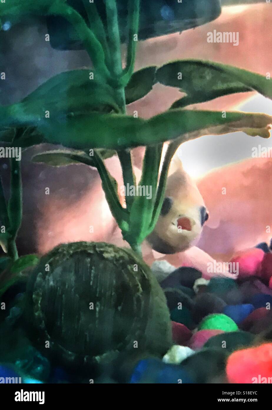 Surprised fish hi-res stock photography and images - Alamy