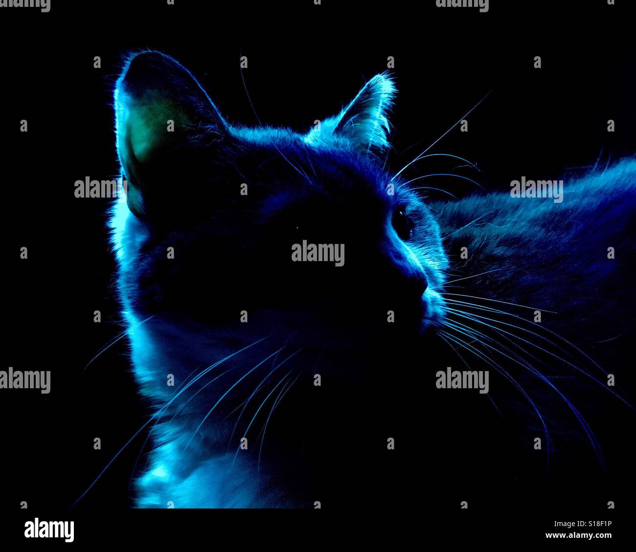 Light it up blue hi-res stock photography and images - Alamy