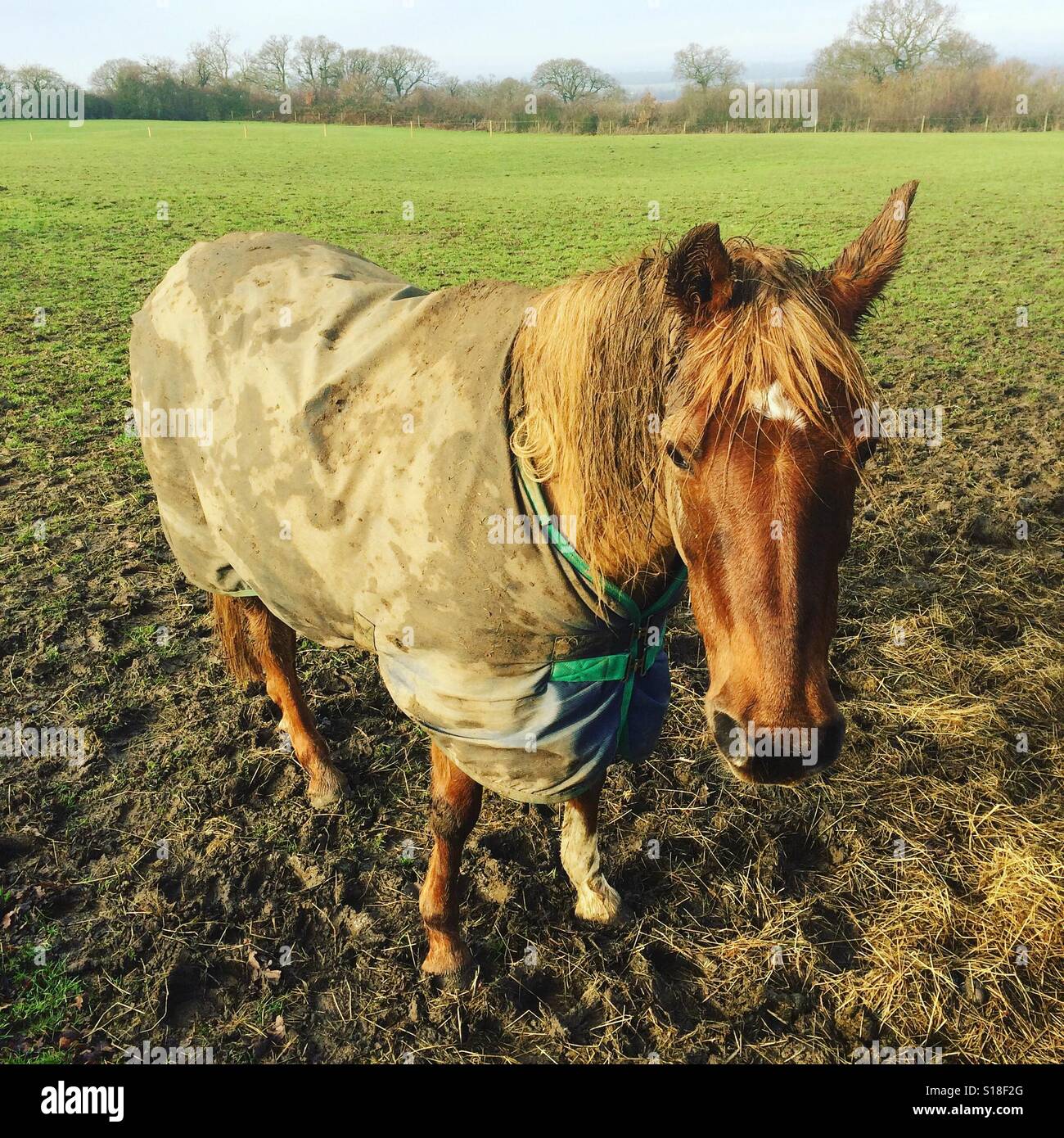 Dirty Horse High Resolution Stock Photography and Images - Alamy