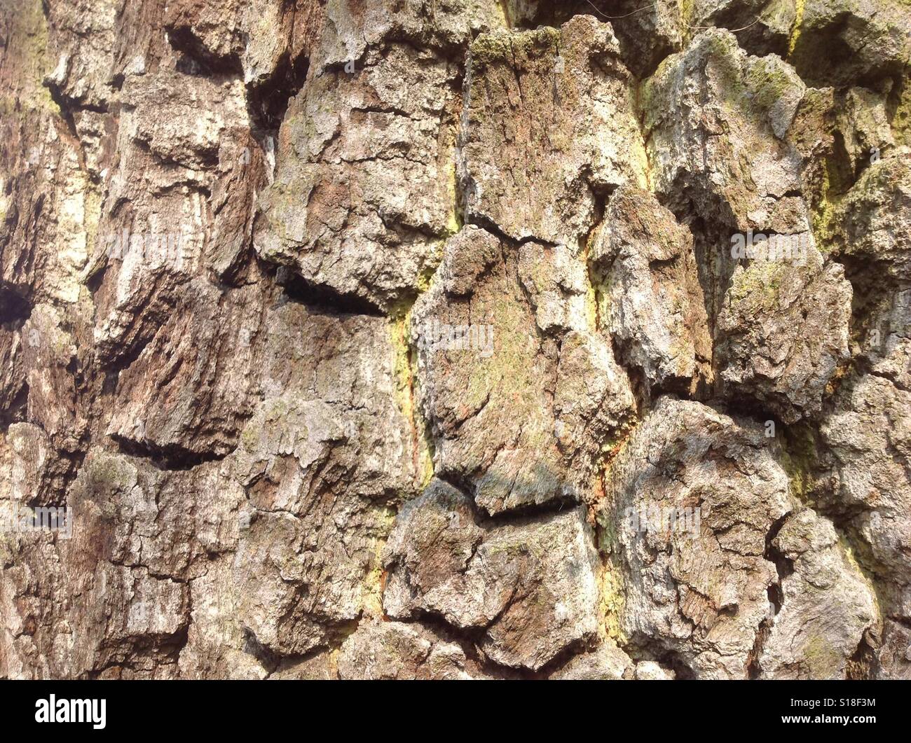 Scaly bark hi-res stock photography and images - Alamy