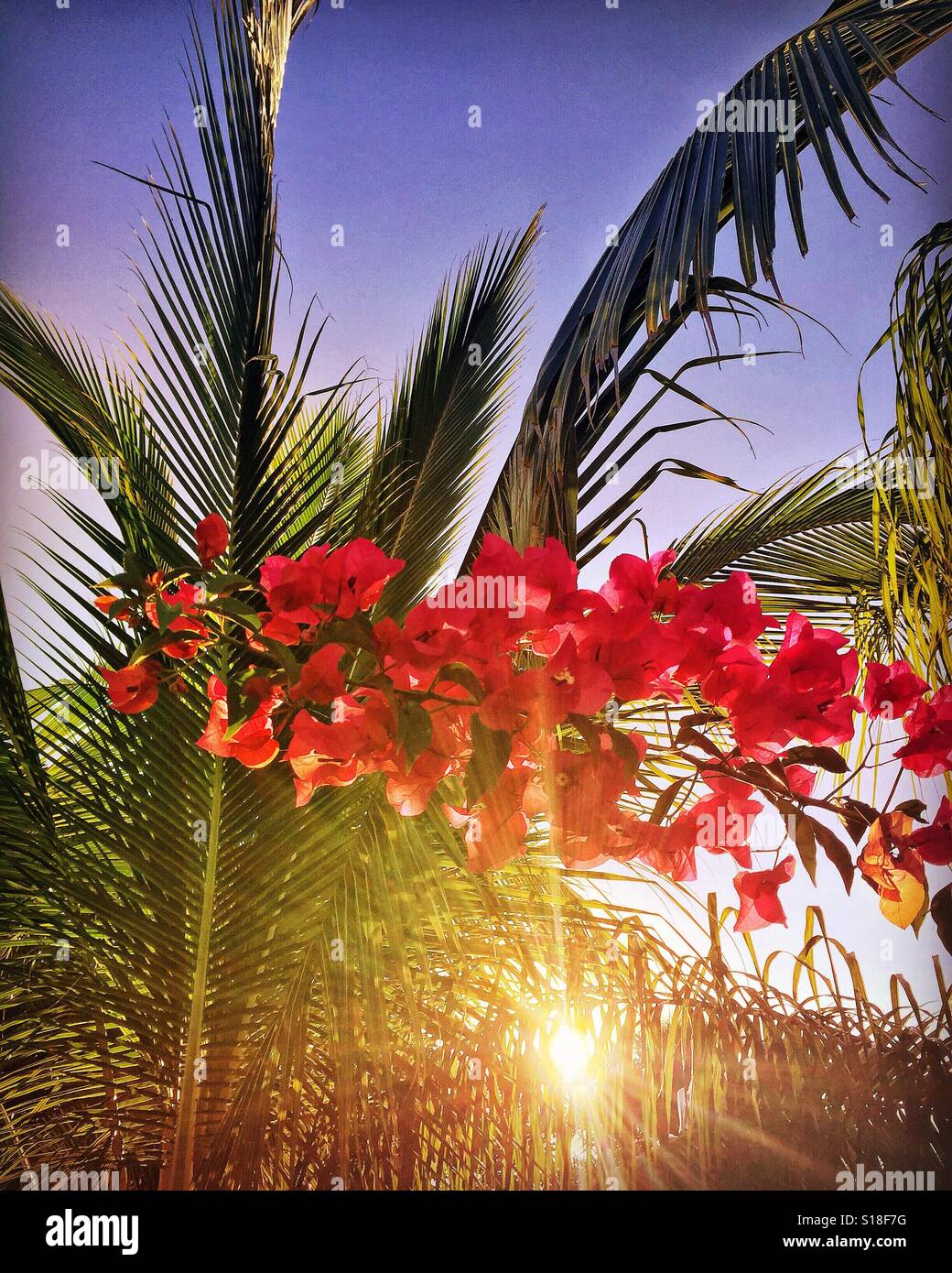 Sun through the jungle trees hi-res stock photography and images - Alamy