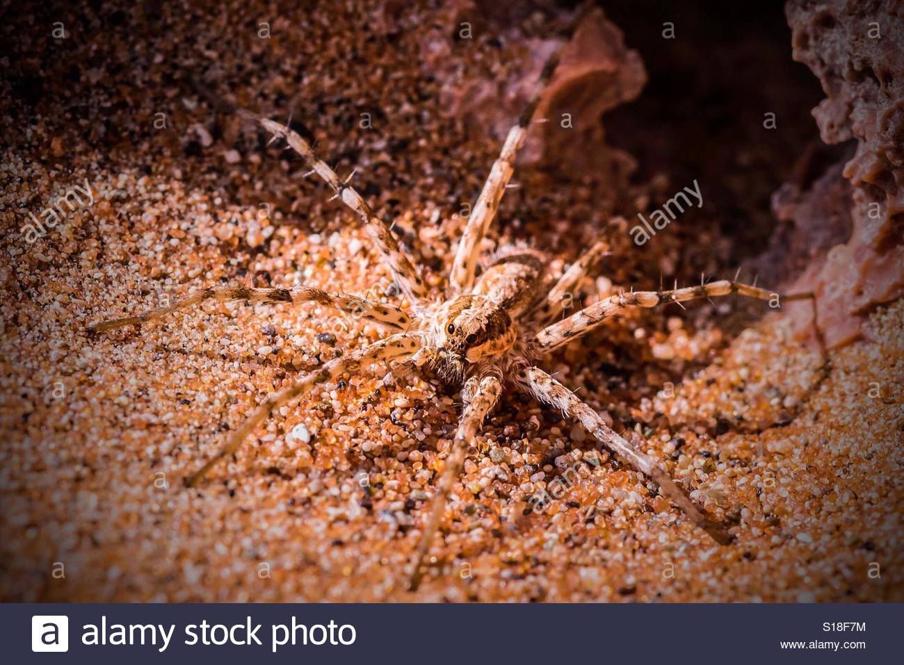 Desert Spider Stock Photos & Desert Spider Stock Images - Alamy
