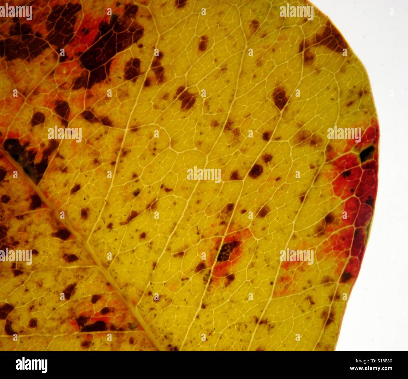 Closeup of a fall leaf, taken with a light box Stock Photo - Alamy