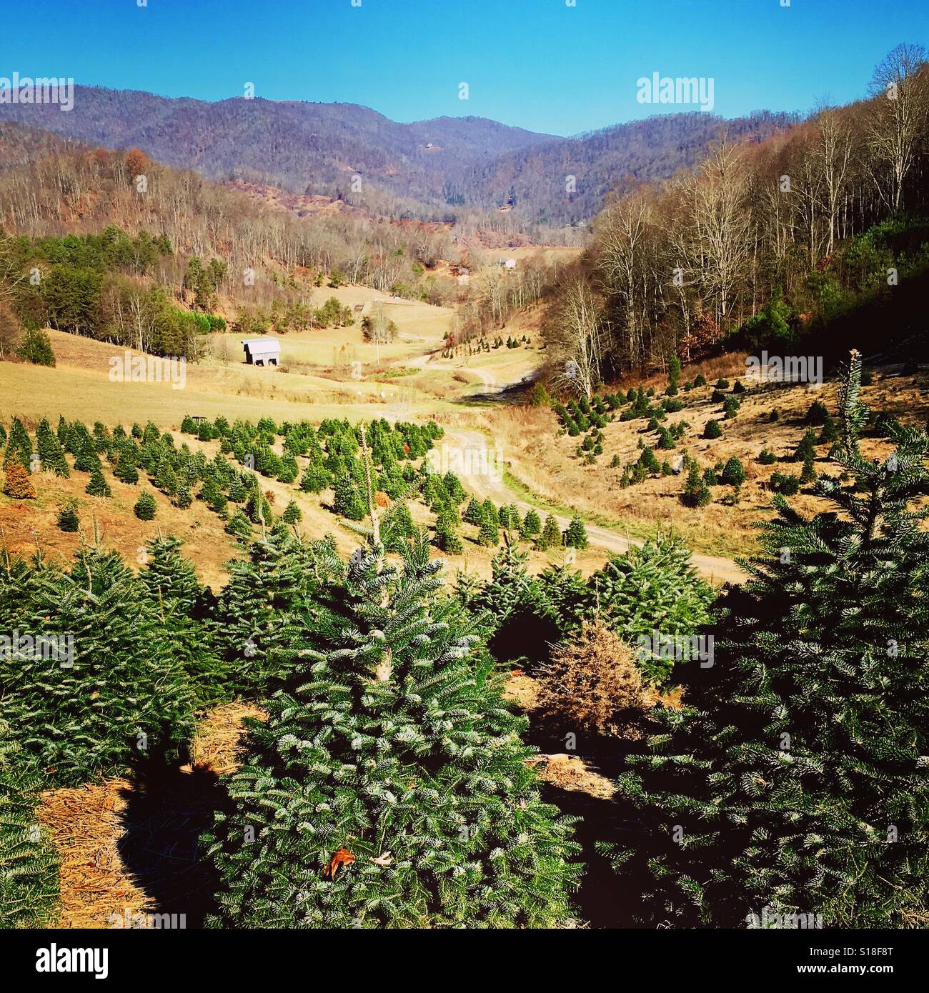 Tree hunting hi-res stock photography and images - Alamy