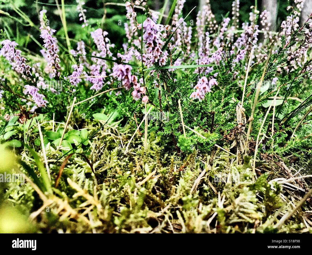 Heather woods hi-res stock photography and images - Alamy