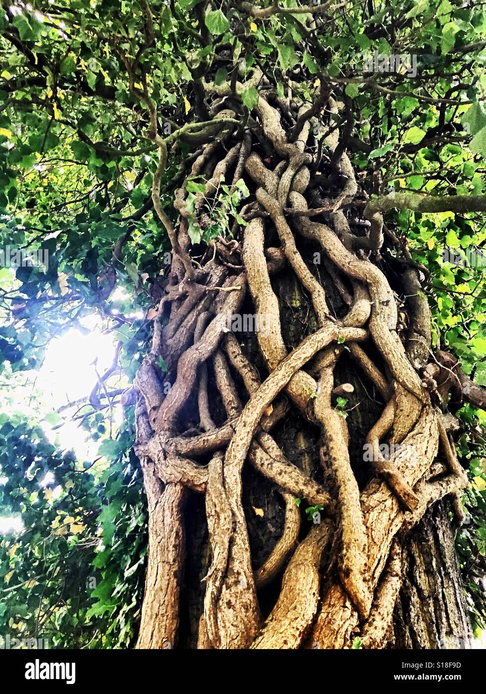 Tree unique hi-res stock photography and images - Alamy