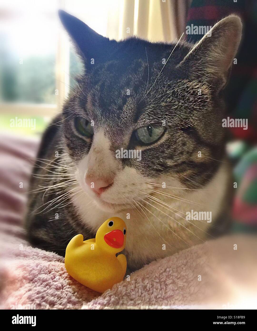"duck with cat' Stock Photo - Alamy