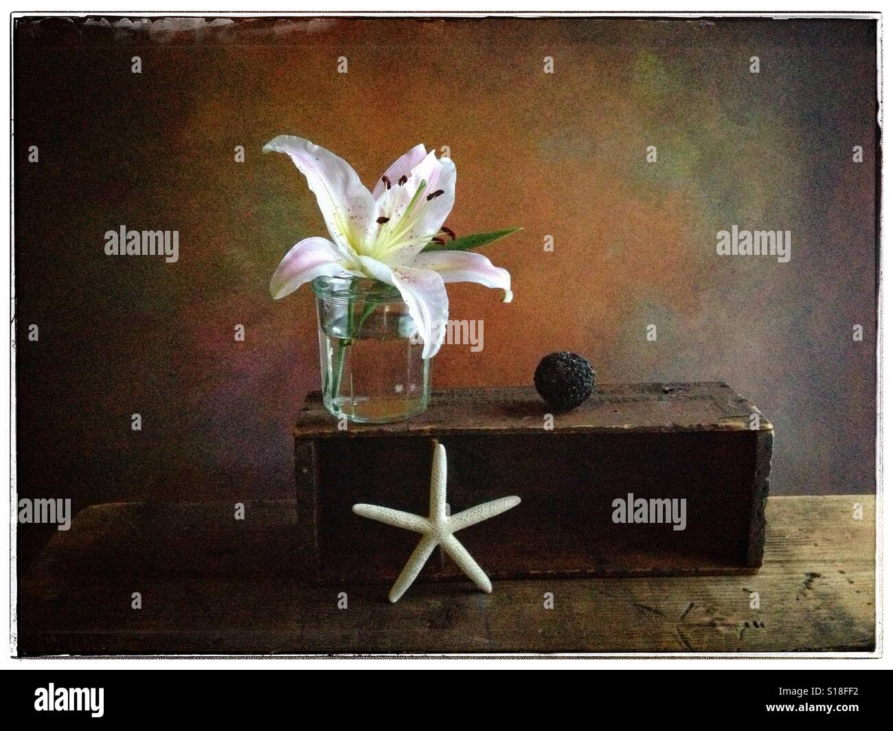 Starfish lily hi-res stock photography and images - Alamy