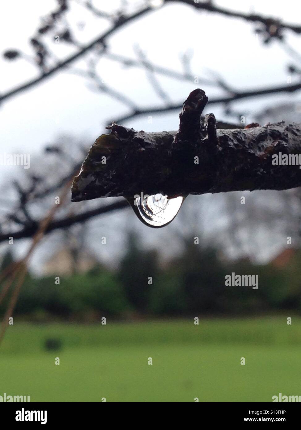 Raindrop on a tree Stock Photo - Alamy