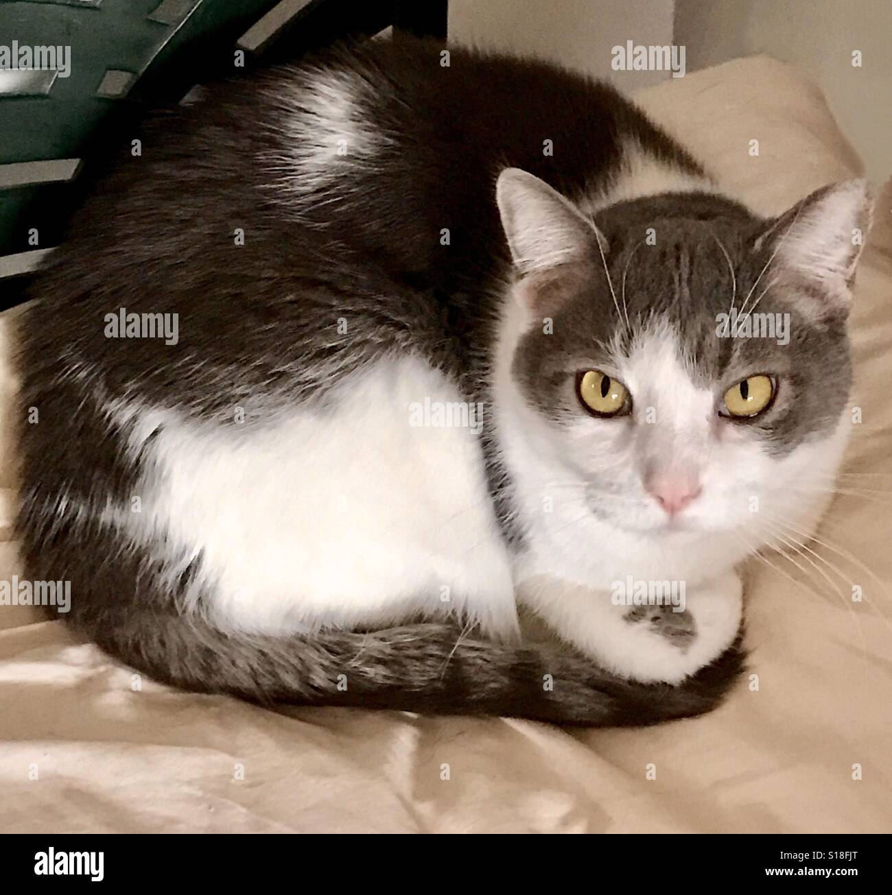 Tuxedo tabby hi-res stock photography and images - Alamy