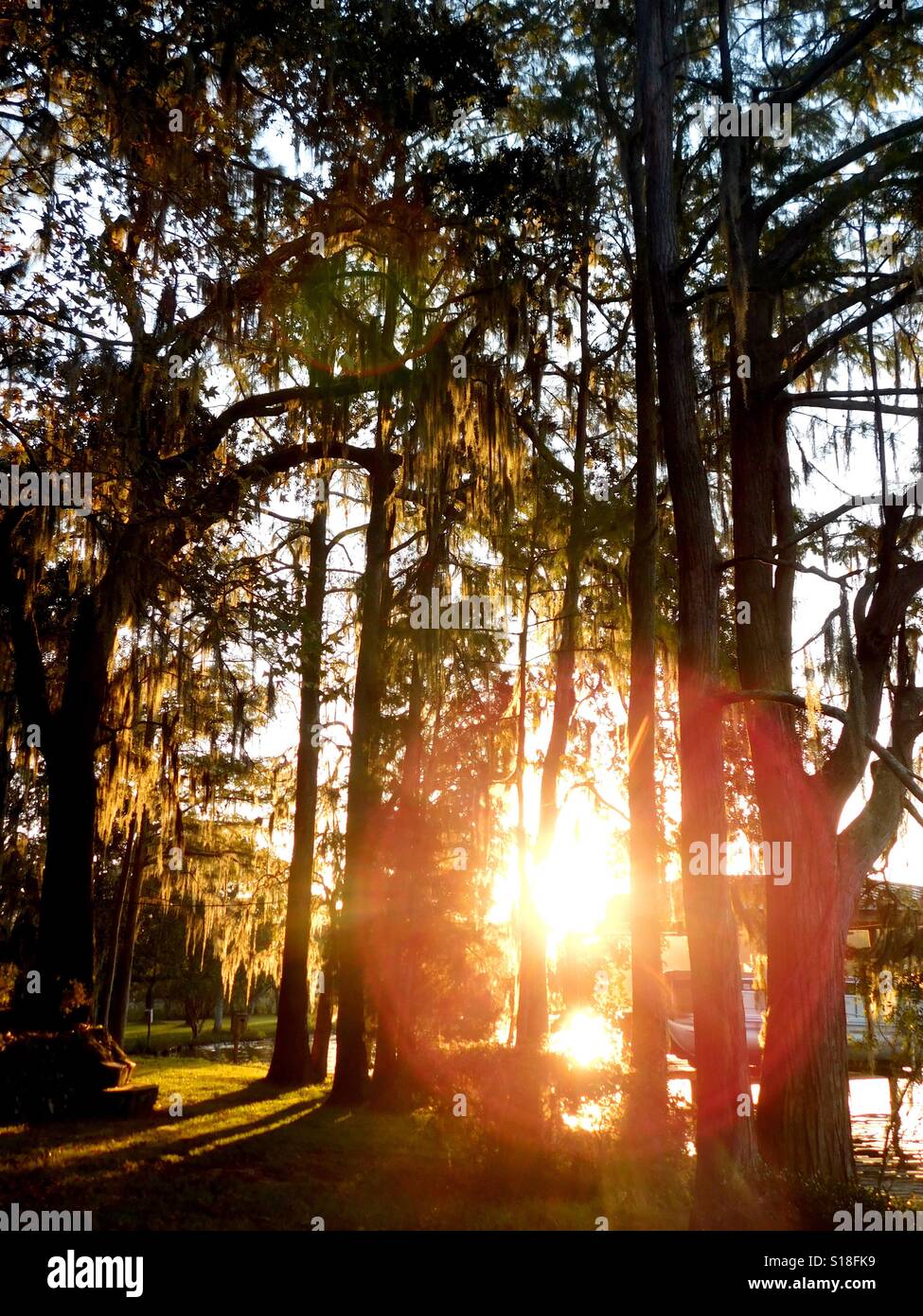Sun setting through the trees Stock Photo - Alamy