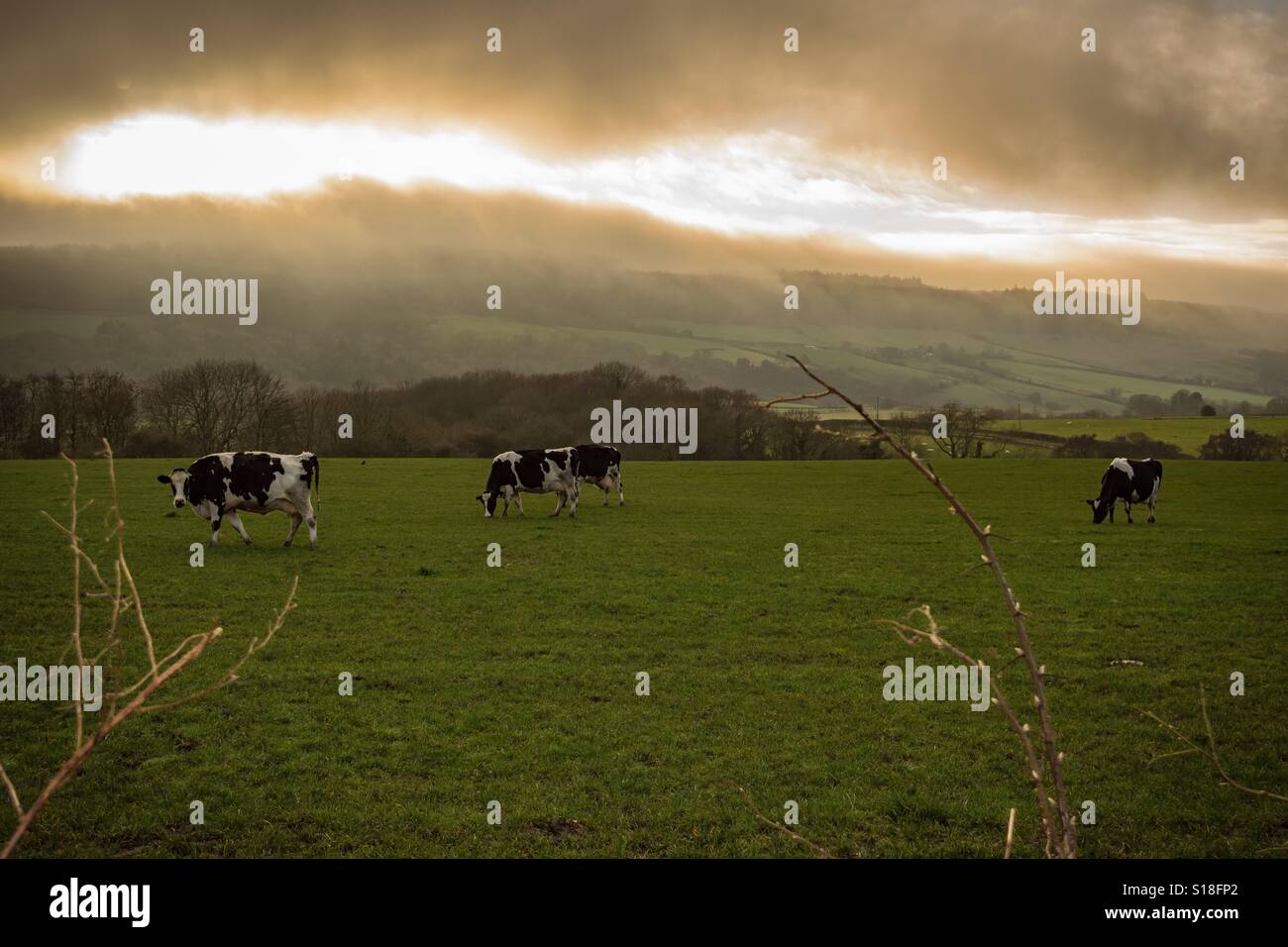 Sunset cows hi-res stock photography and images - Alamy
