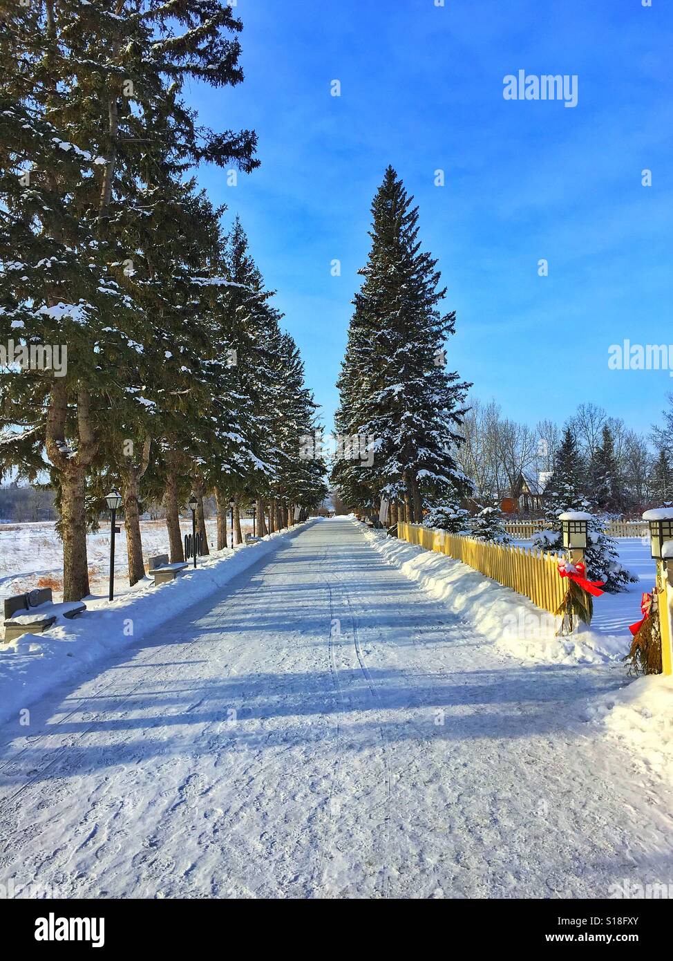 Evergreen lined walkway with tree shadows Stock Photo - Alamy