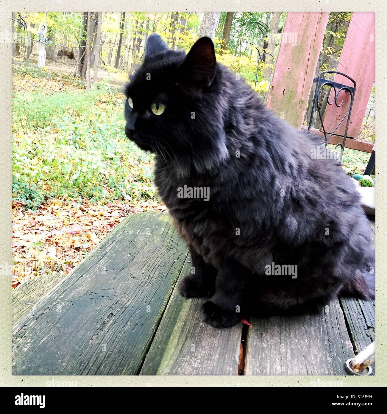 Black cat on deck Stock Photo - Alamy