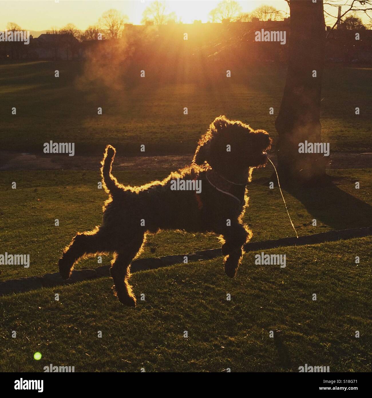 Sunset in a park hi-res stock photography and images - Alamy