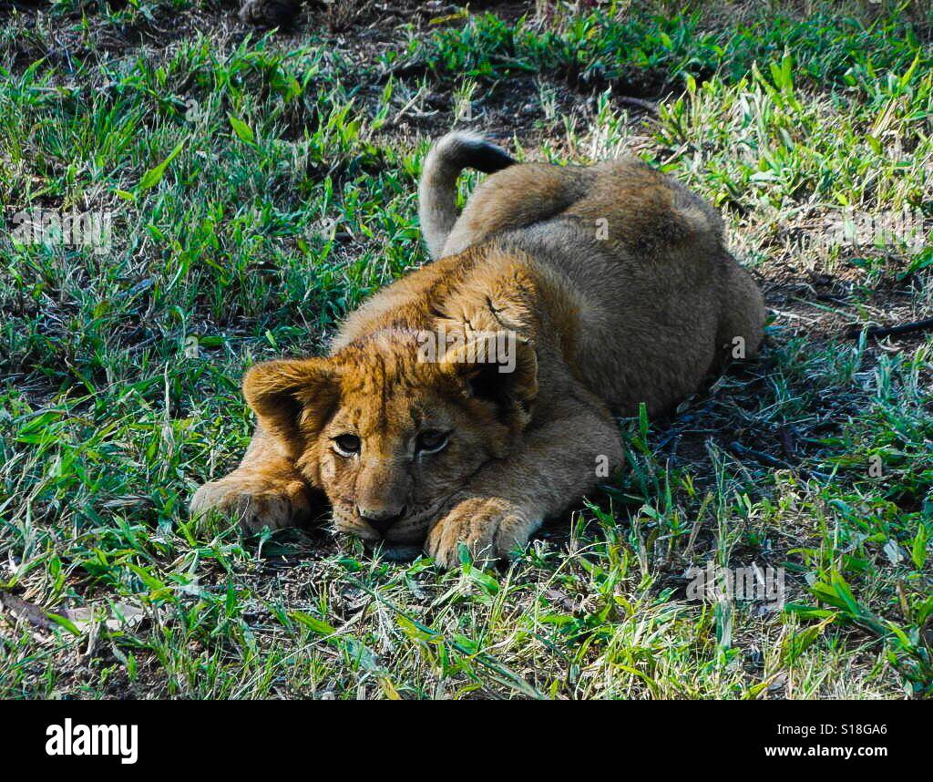Lion cub africa hi-res stock photography and images - Alamy