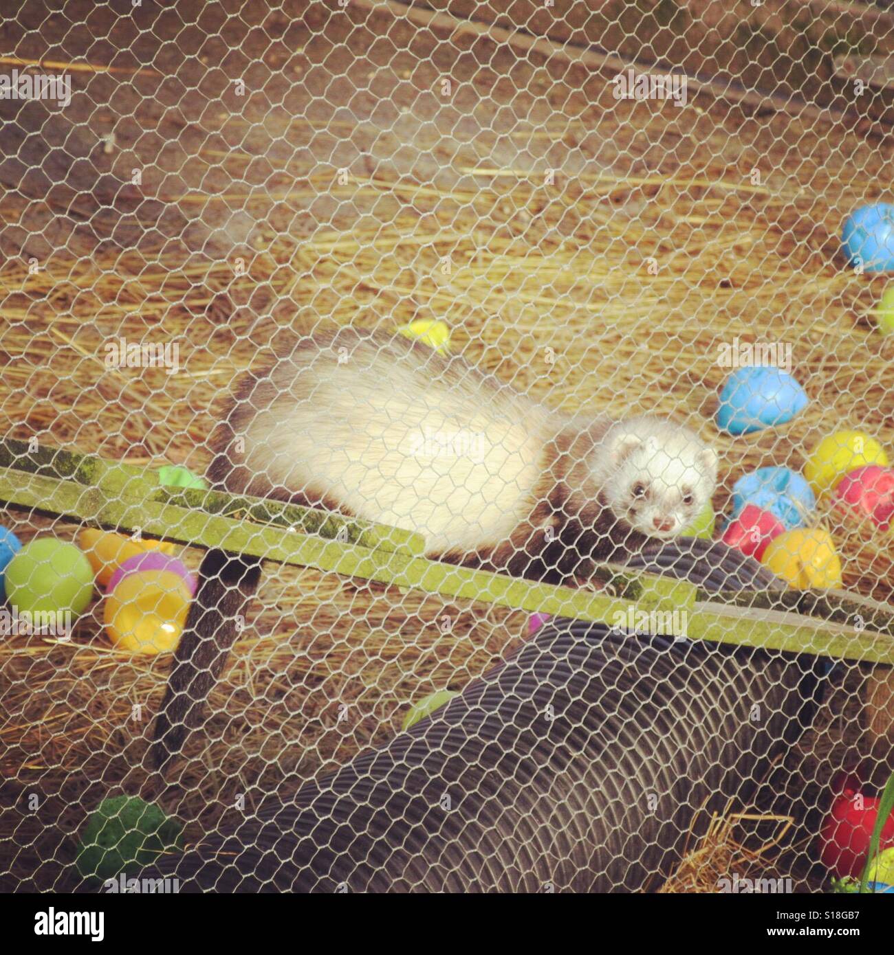 Ferret at play Stock Photo - Alamy