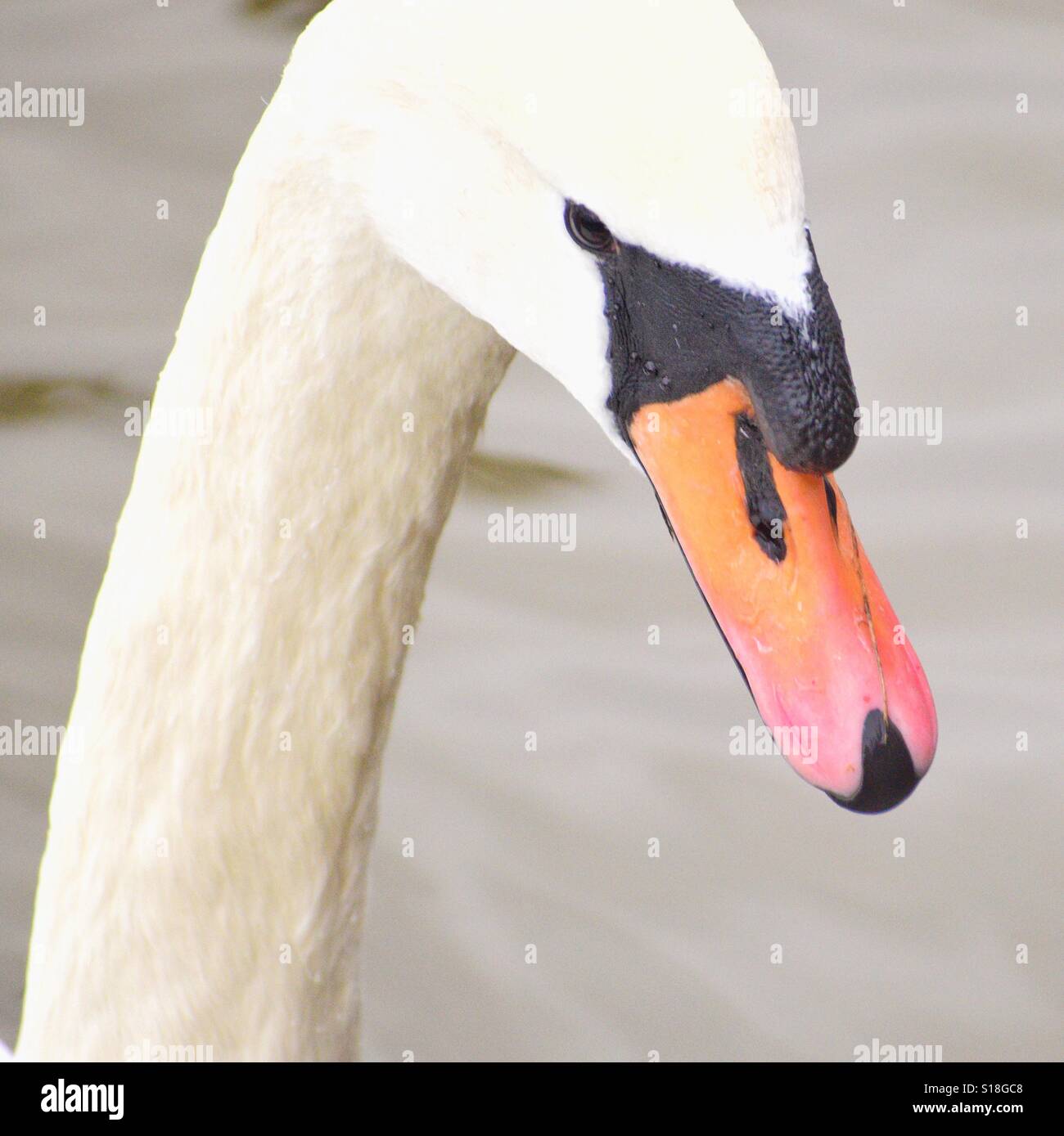 Swan Face Stock Photos & Swan Face Stock Images - Alamy