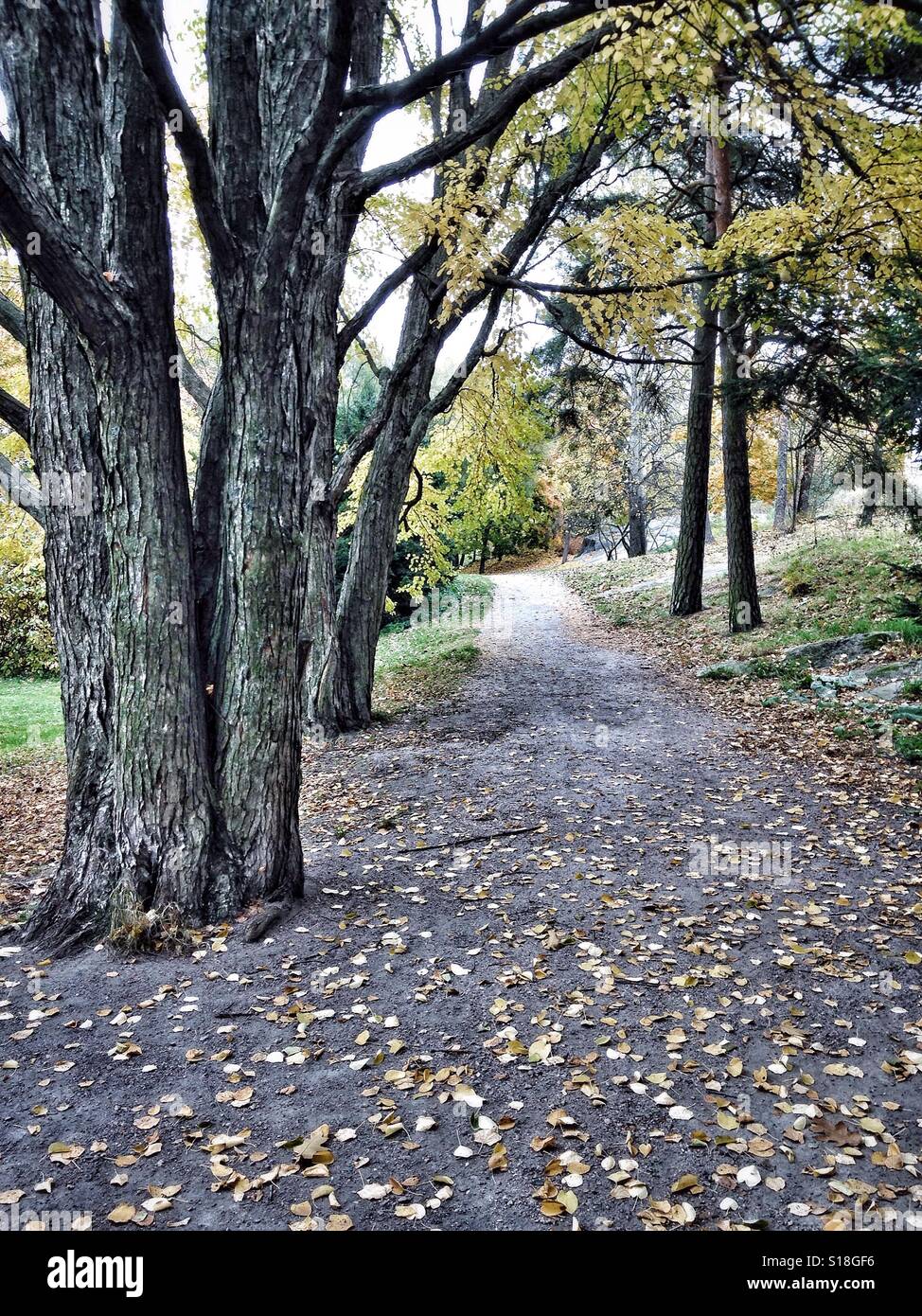 Path in a park in autumn Stock Photo - Alamy