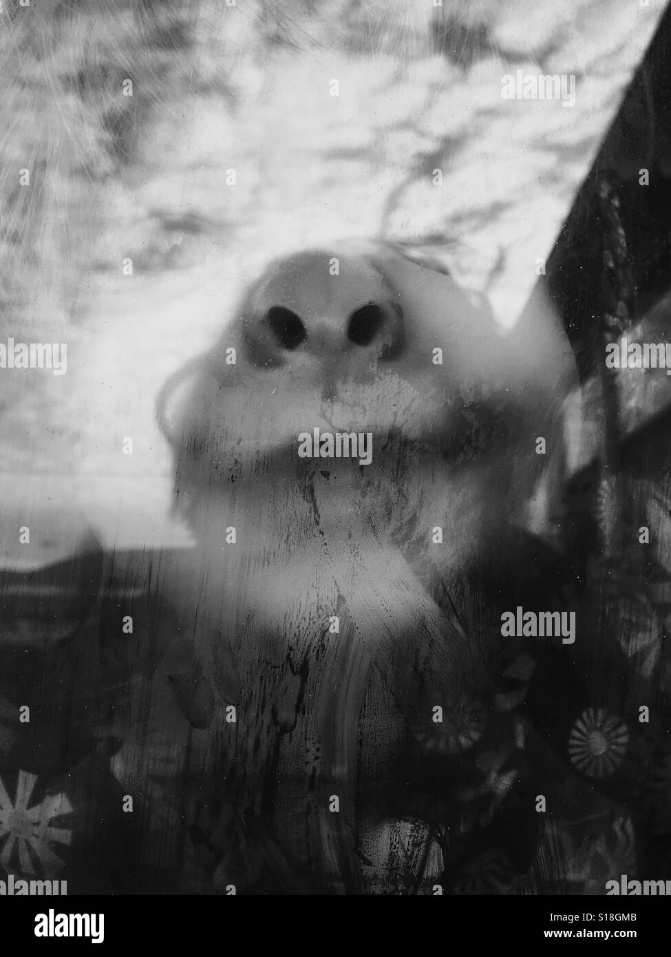 Nose against the window hi-res stock photography and images - Alamy