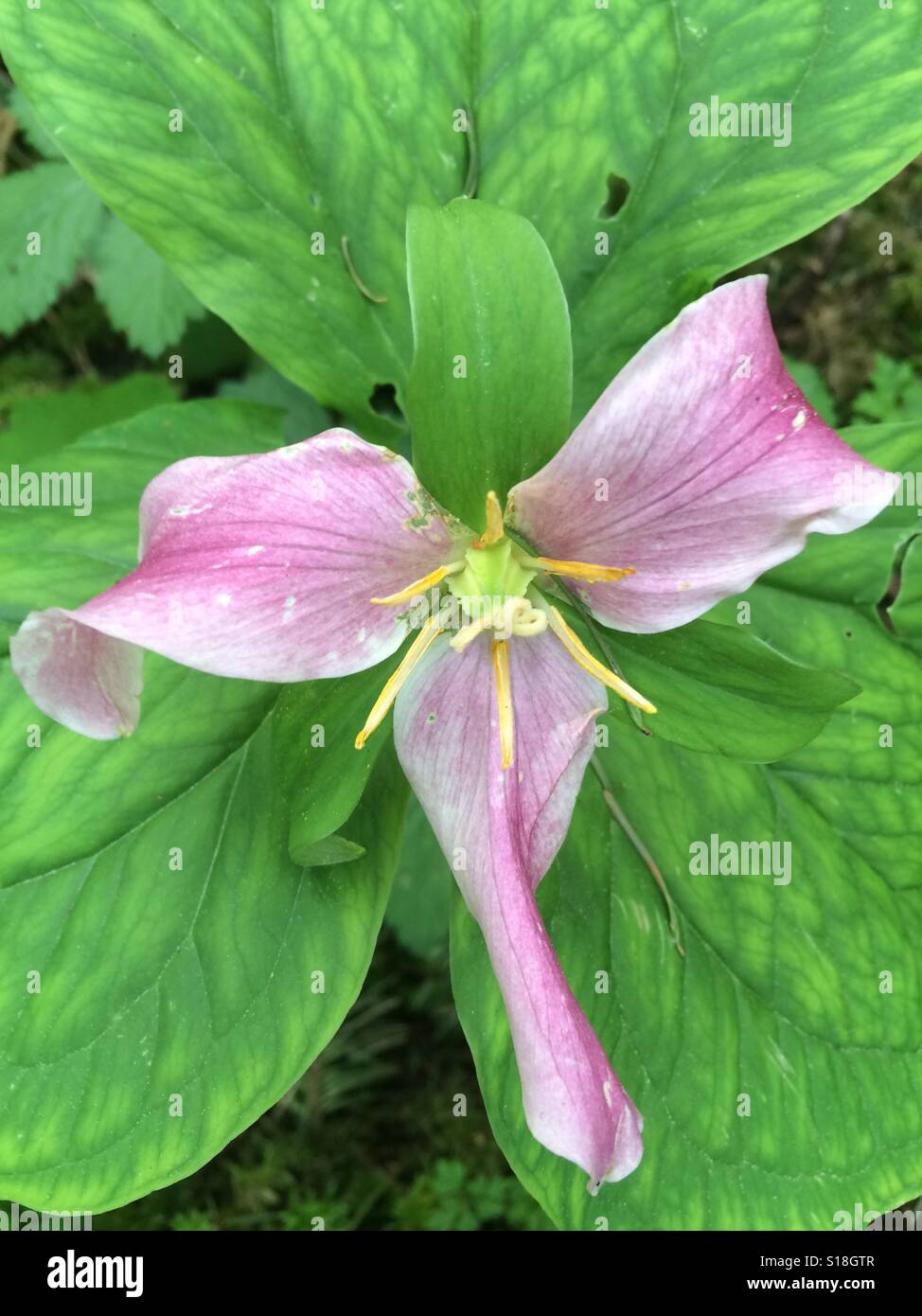 Trillium Grandiflorum