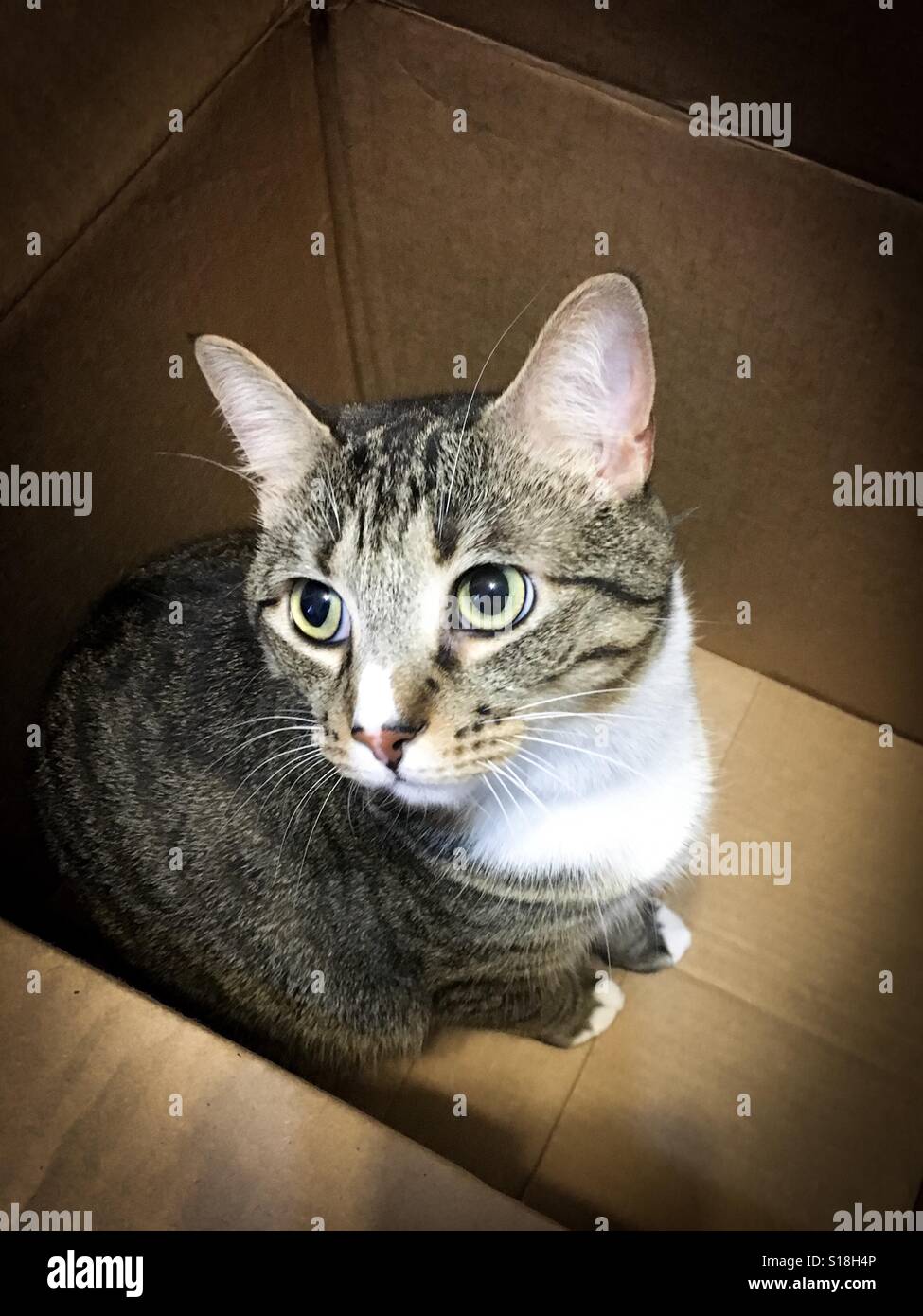 Tabby cat playing in a cardboard box Stock Photo - Alamy