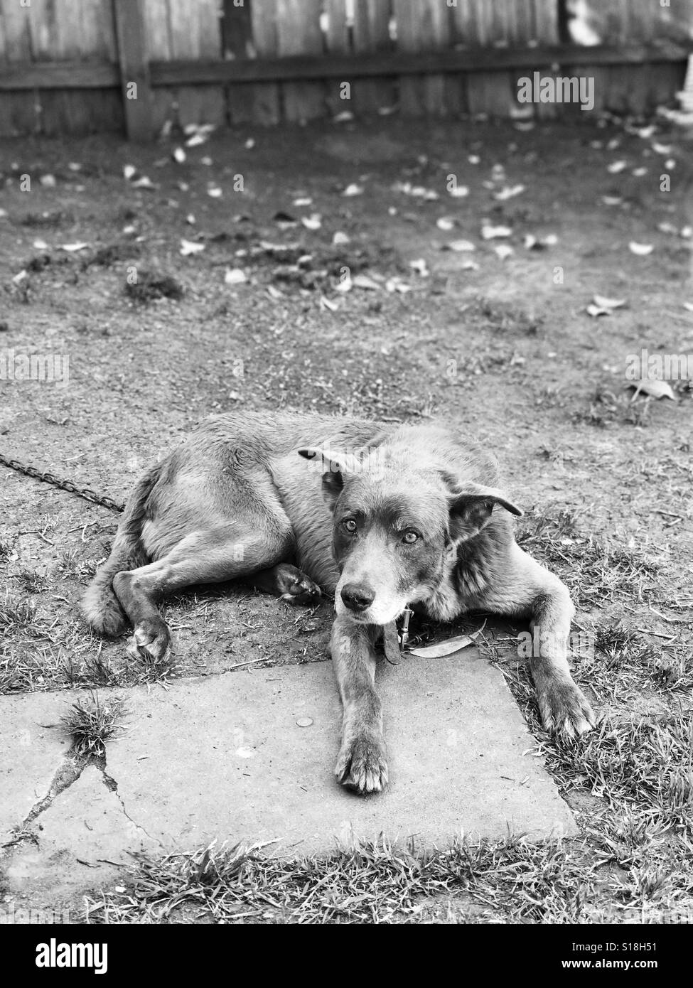 Pete The Dog High Resolution Stock Photography and Images - Alamy