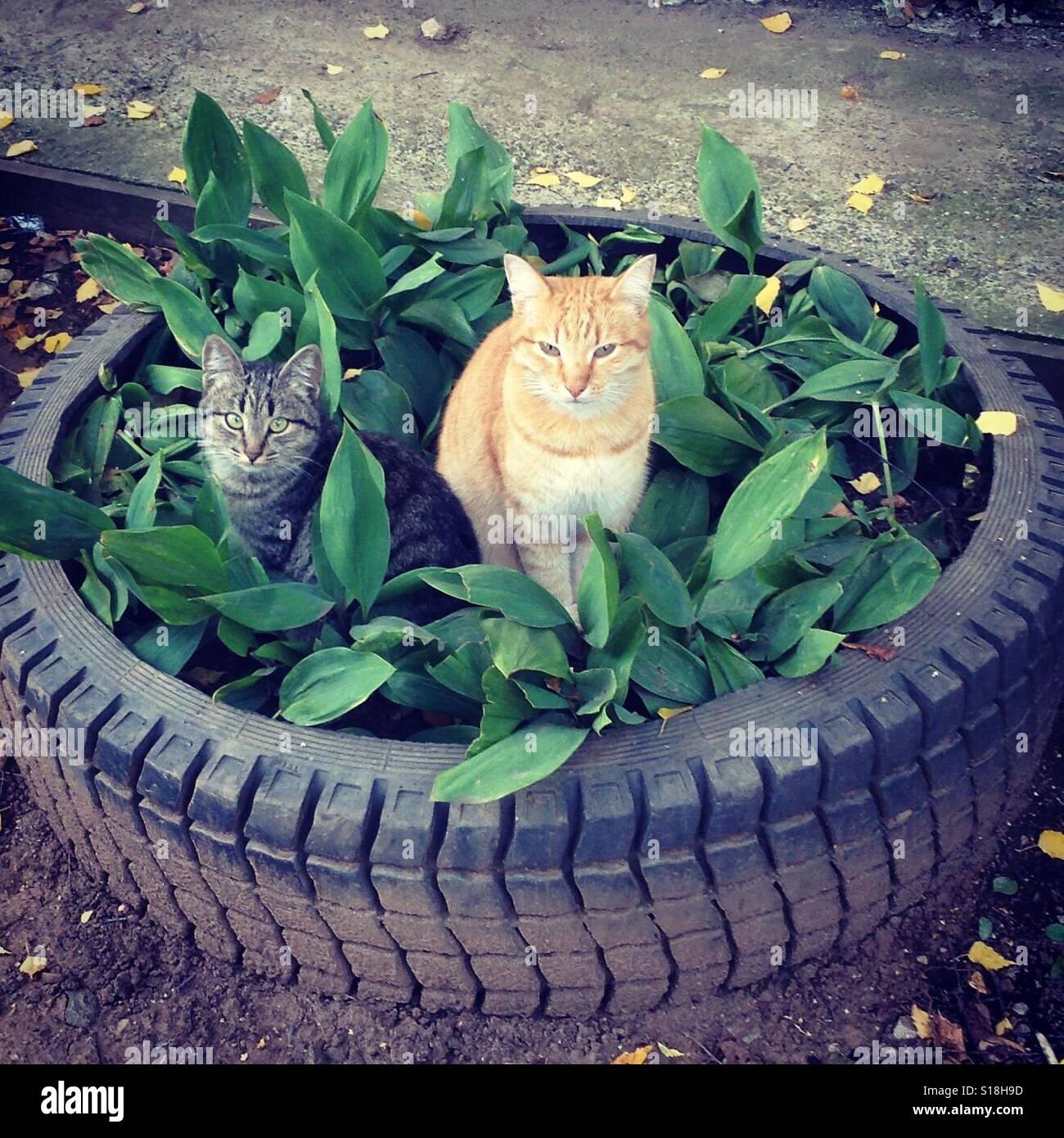 Two flowers hi-res stock photography and images - Alamy