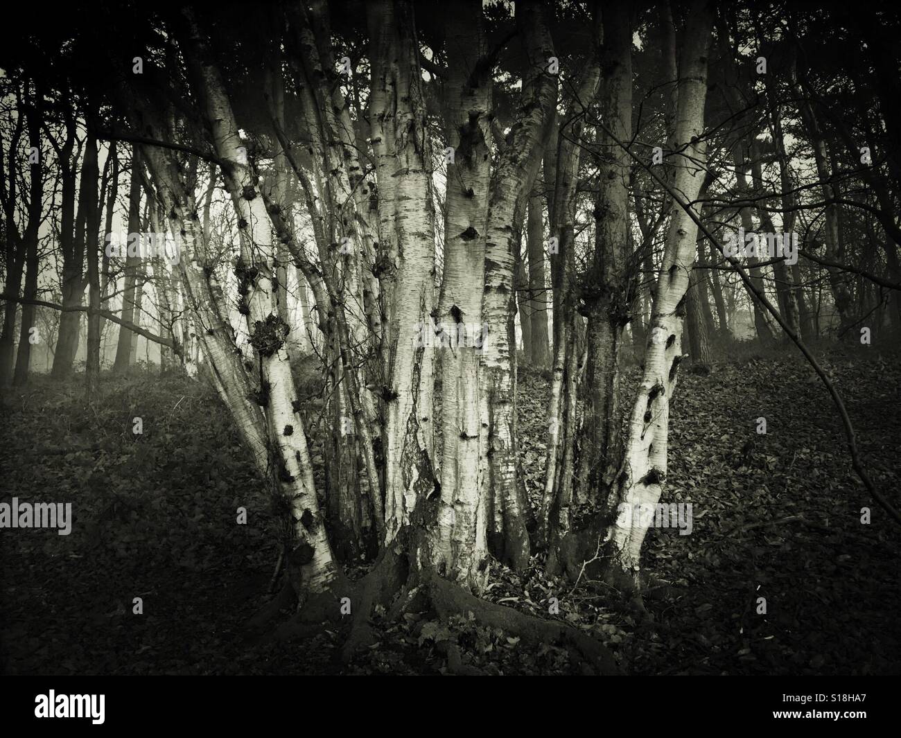 Birch trees clump in Norfolk forest in winter Stock Photo - Alamy