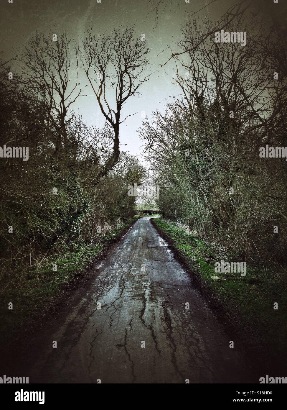 Spooky country lane Stock Photo - Alamy