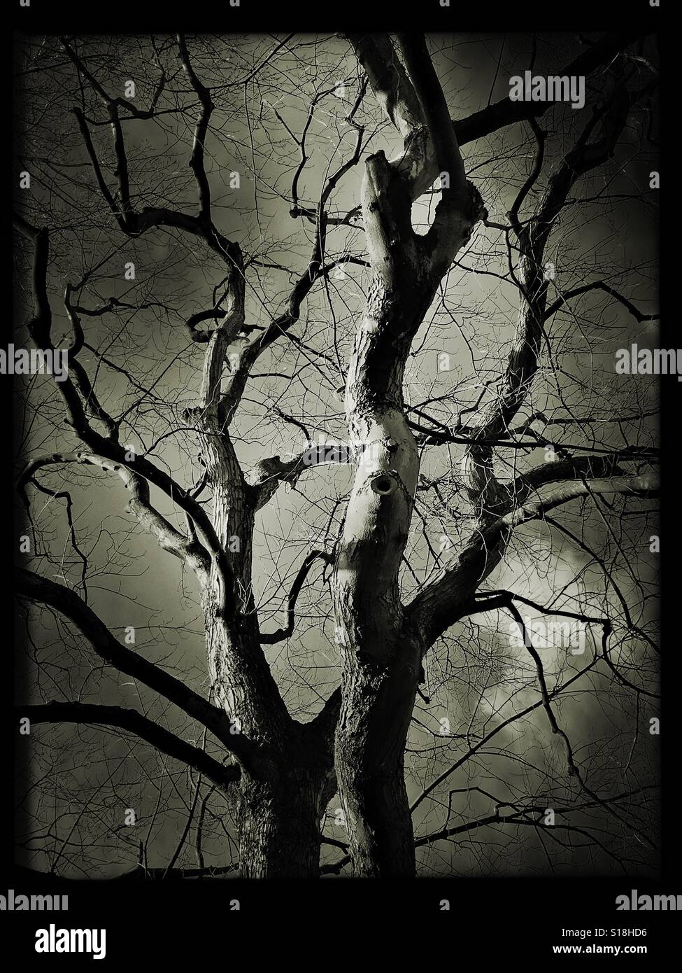 Black, white, branches, trees, winter, BW Stock Photo - Alamy