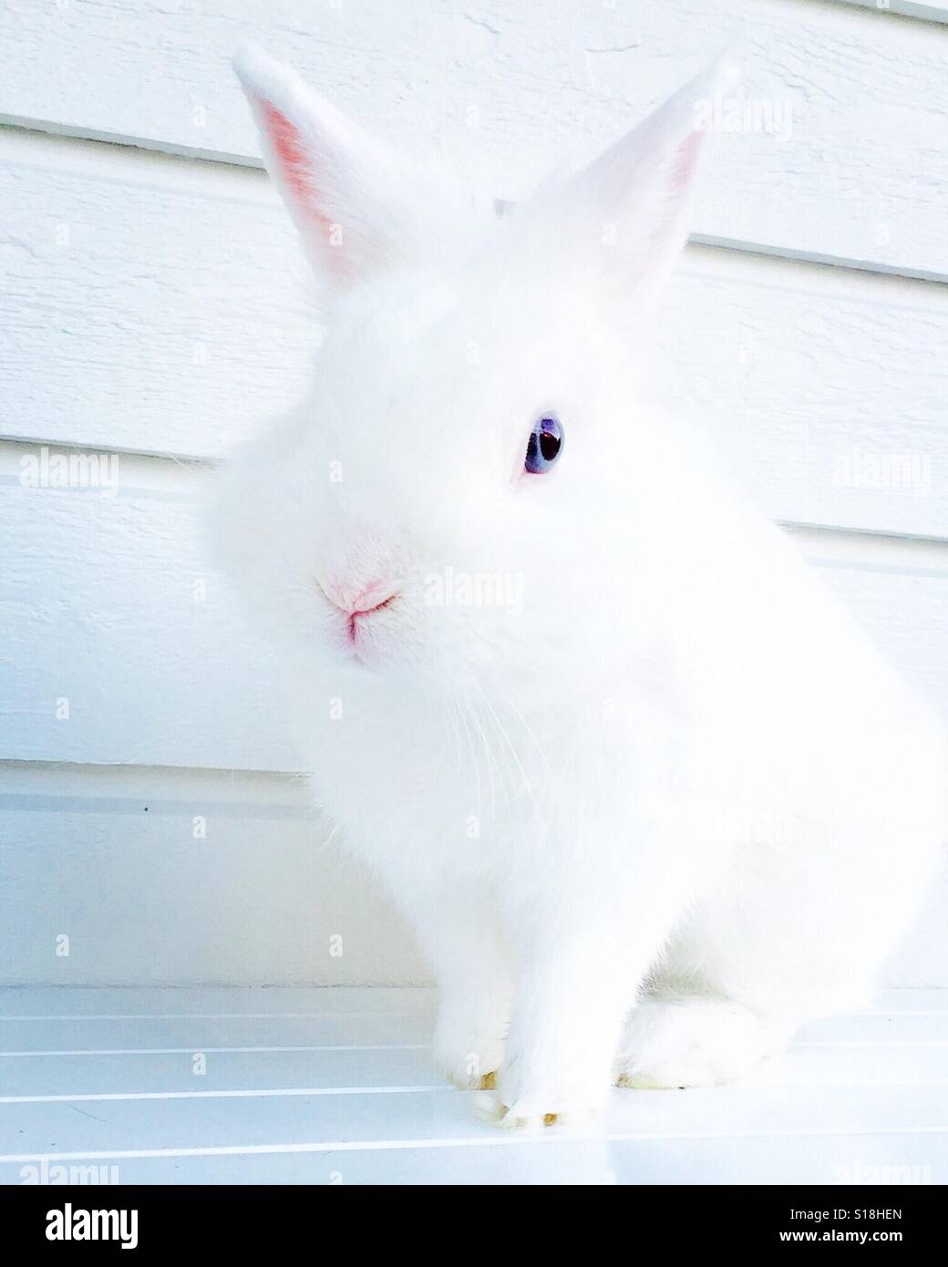 Eyes rabbit hi-res stock photography and images - Alamy