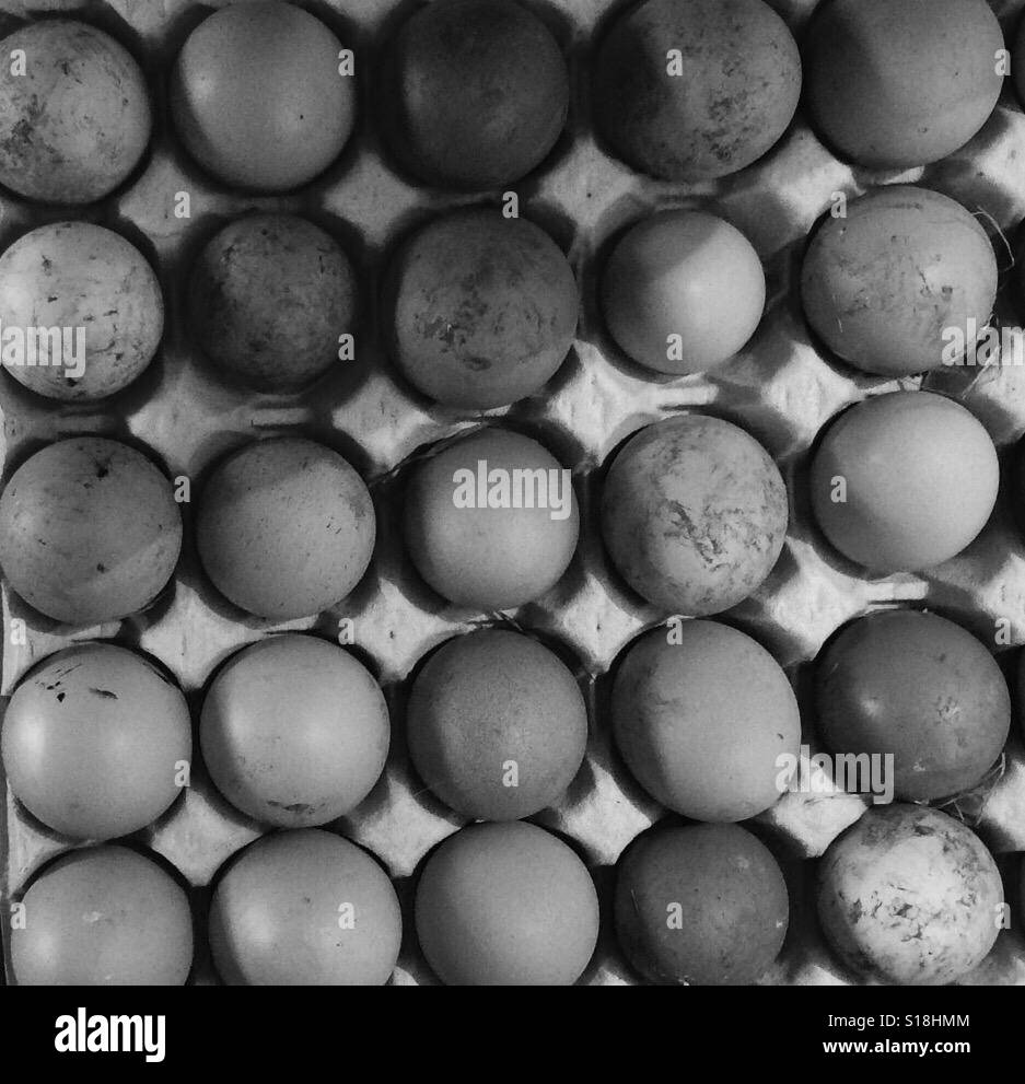 Square eggs hi-res stock photography and images - Alamy