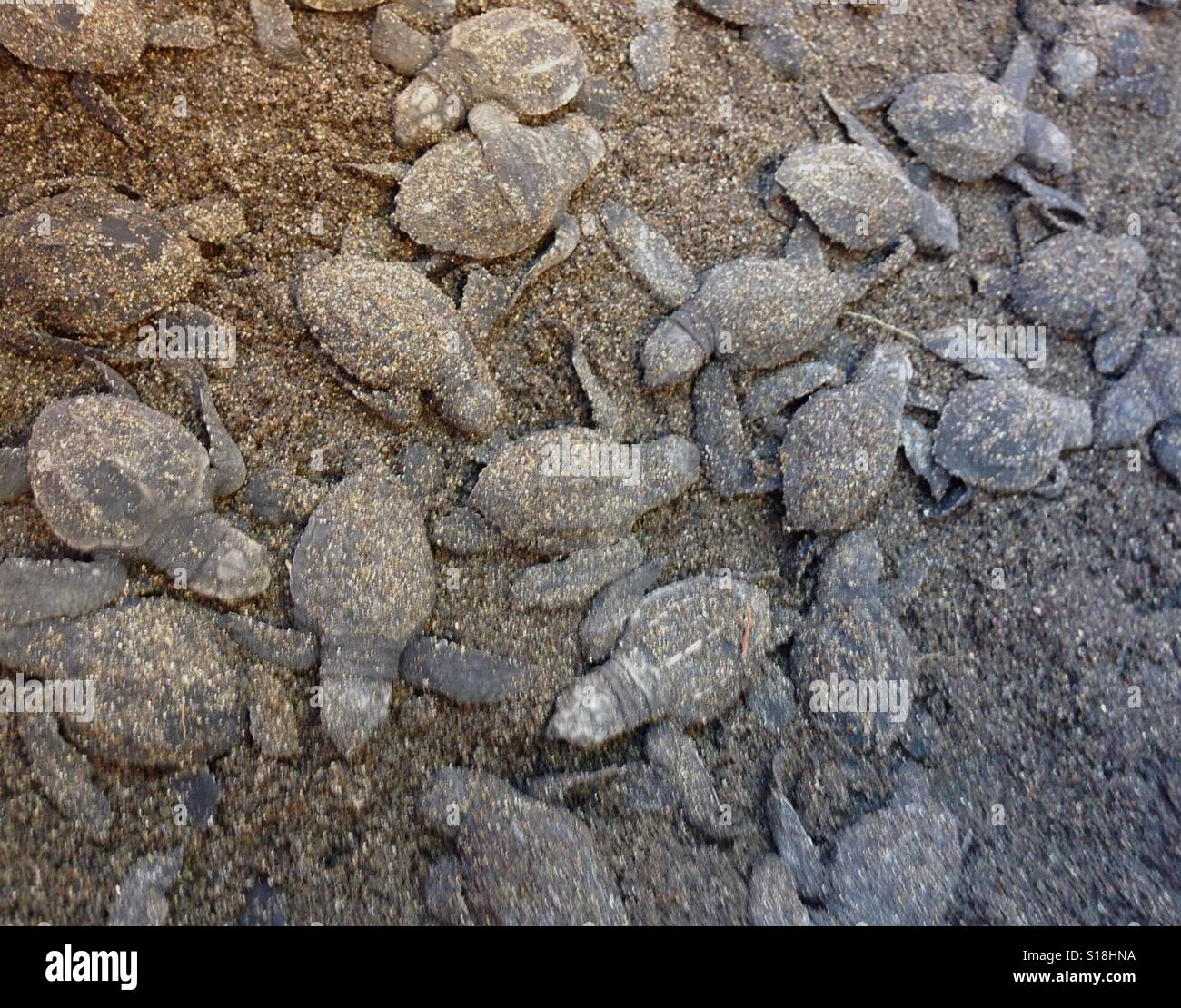 Group of baby sea turtles hi-res stock photography and images - Alamy
