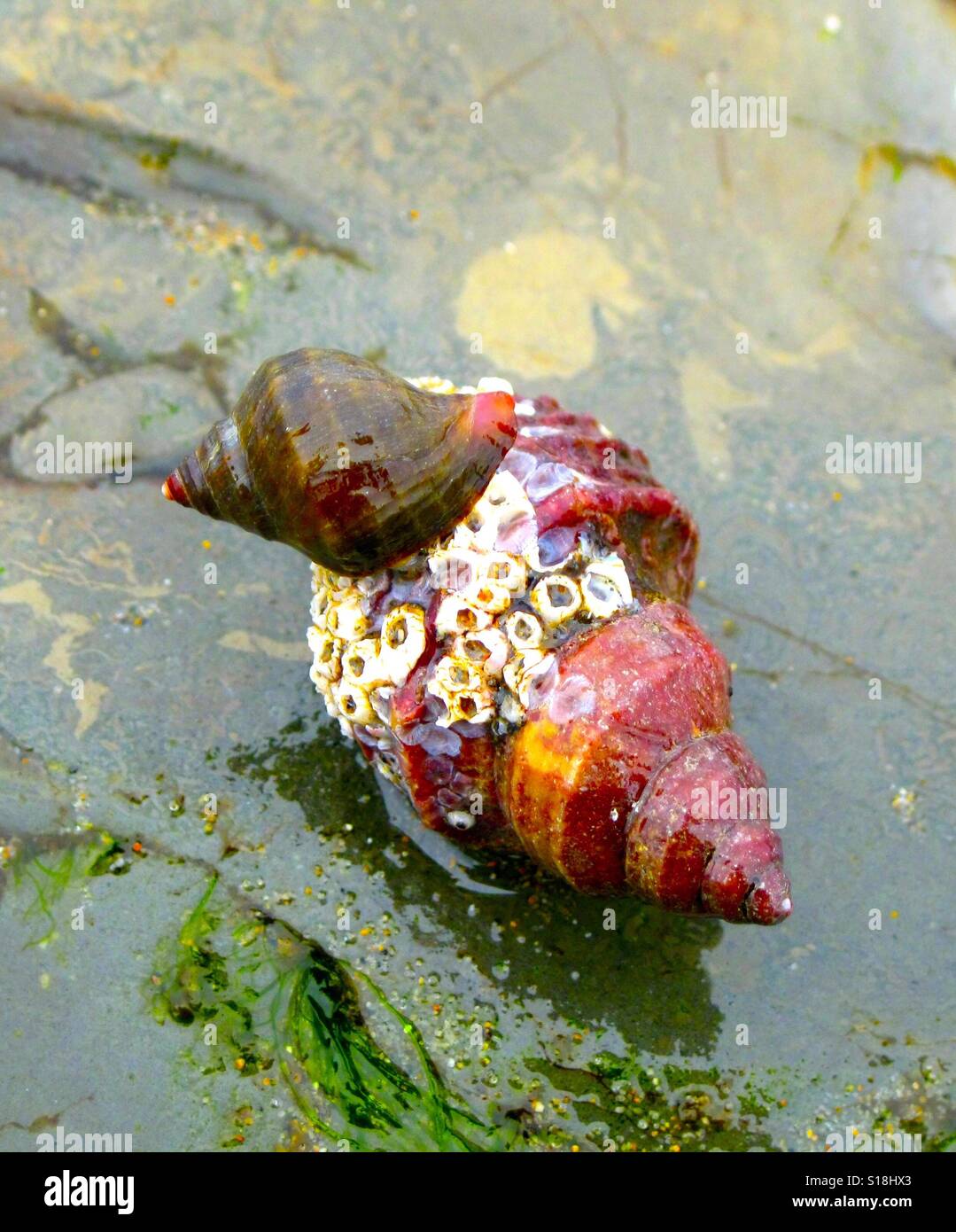Pacific shells hi-res stock photography and images - Alamy