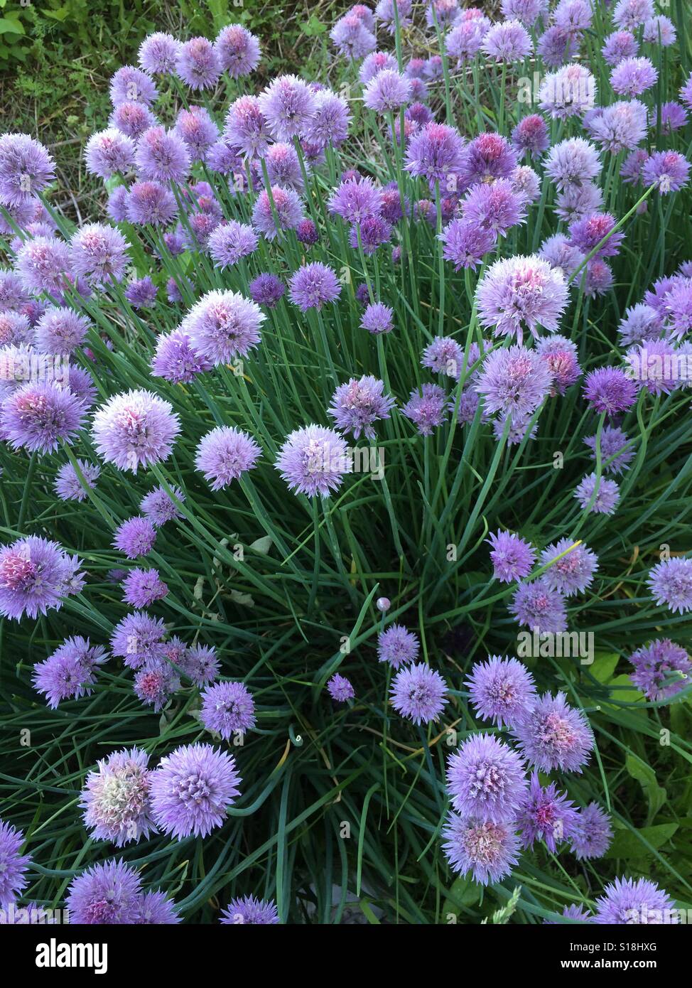Wild Chives High Resolution Stock Photography and Images - Alamy