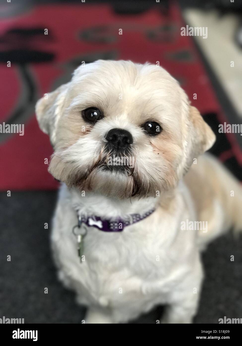 Beautiful dog hi-res stock photography and images - Alamy