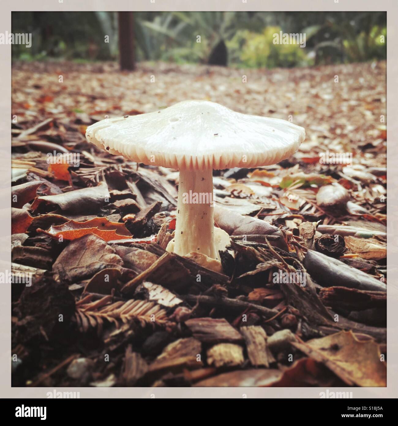 Pale toadstool hi-res stock photography and images - Alamy