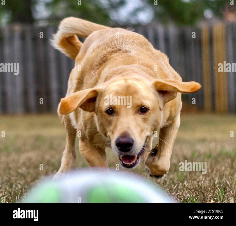 Head on shot hi-res stock photography and images - Alamy