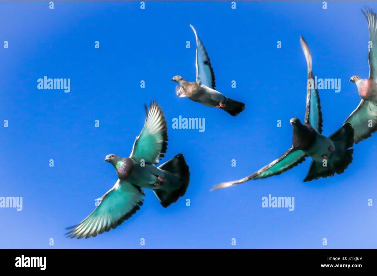 Birds in flight shot from below Stock Photo - Alamy