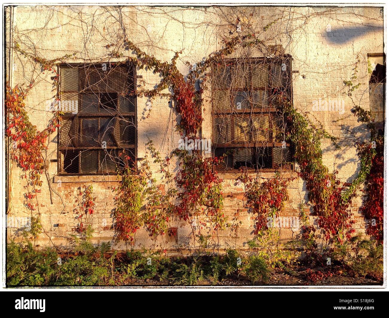 Vines and windows hi-res stock photography and images - Alamy