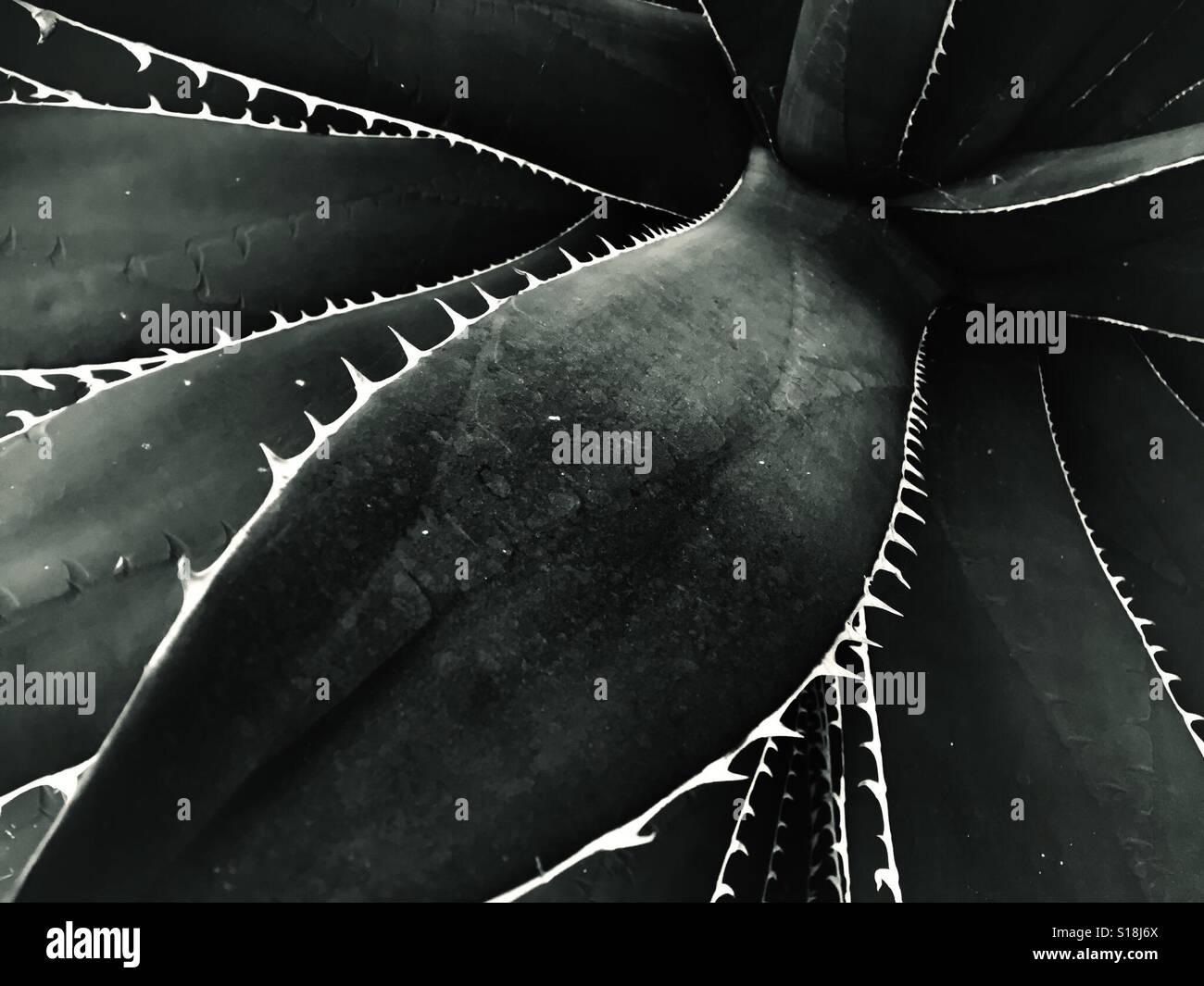 Agave thorns hi-res stock photography and images - Alamy