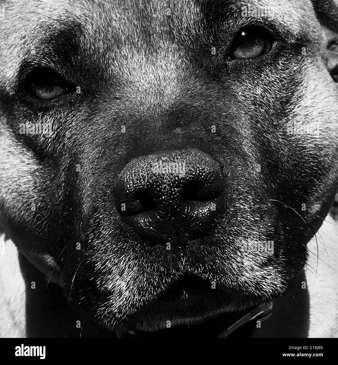Mack Dog High Resolution Stock Photography and Images - Alamy