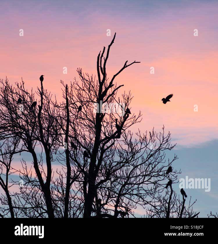 Crows and rooks hi-res stock photography and images - Alamy